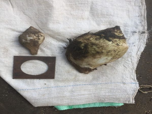 Seizure of prohibited shells (Chanks) – 15.06.2021 – Sri Lanka Customs