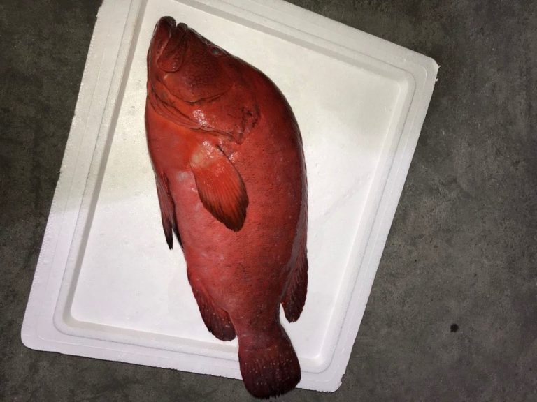 Forfeiture of Prohibited Fish – Thambuwa – Sri Lanka Customs